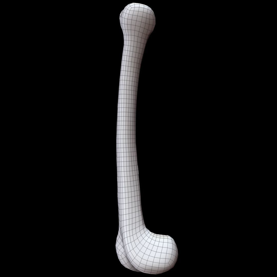 Bone skeleton 3D model | CGTrader