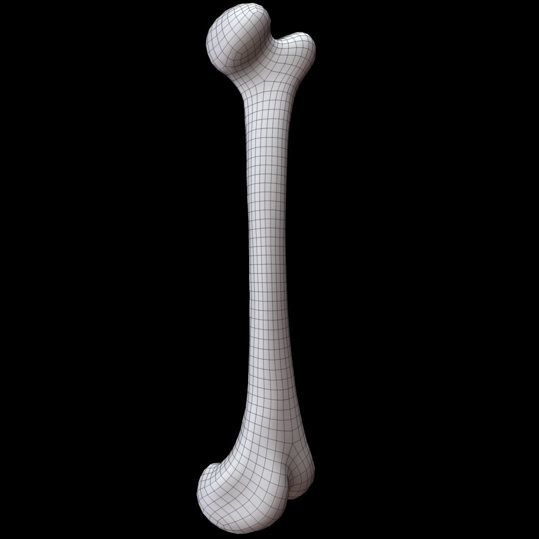 Bone skeleton 3D model | CGTrader