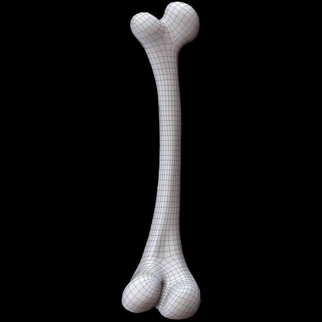 Bone skeleton 3D model | CGTrader