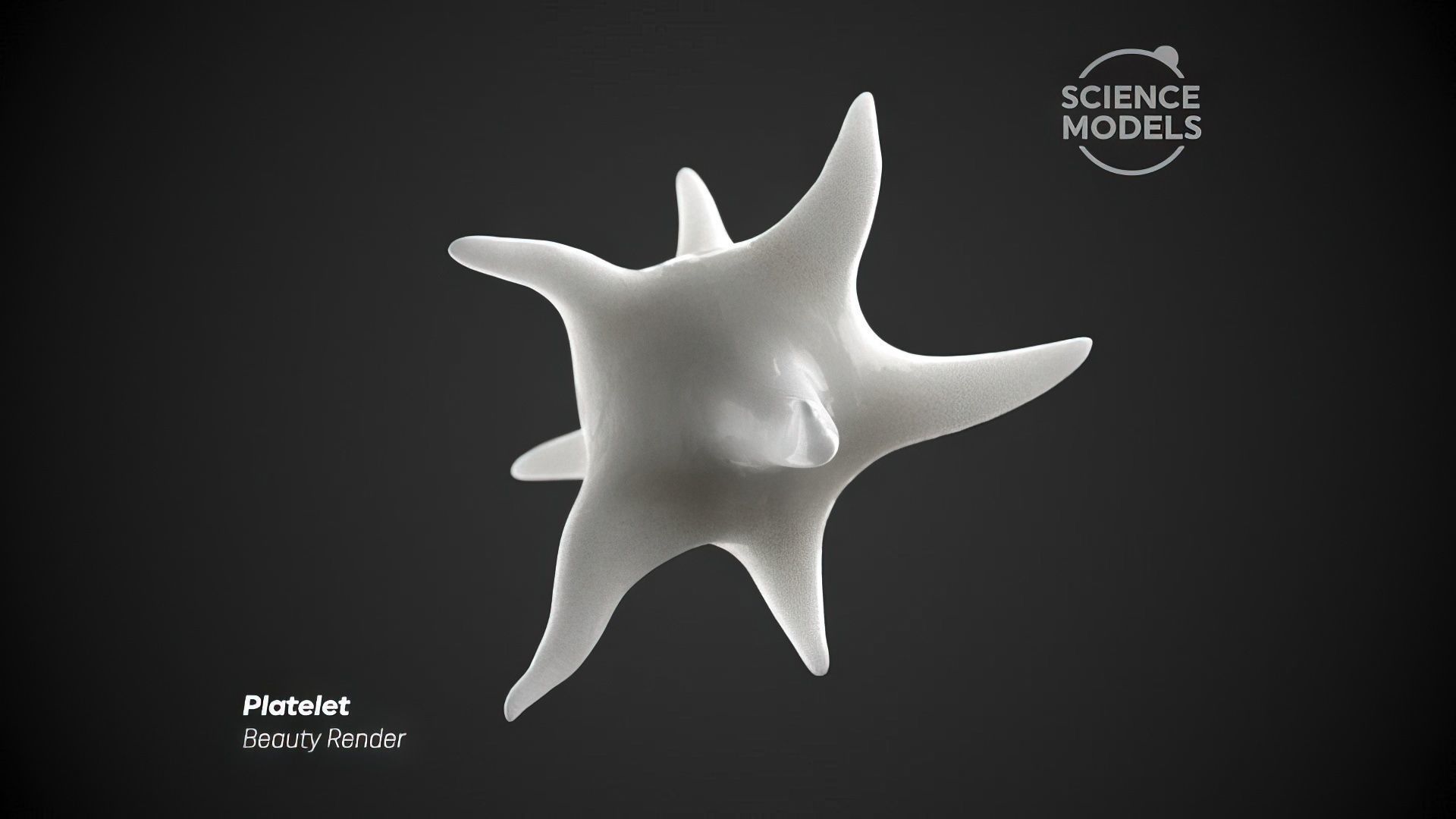 Platelet Cell 3D model | CGTrader