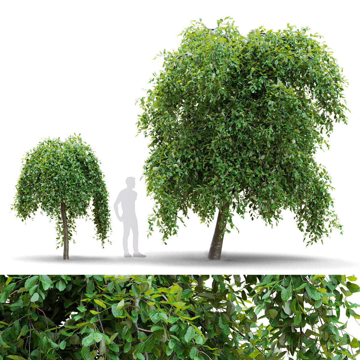 Fagus sylvatica Pendula tree 3D model | CGTrader