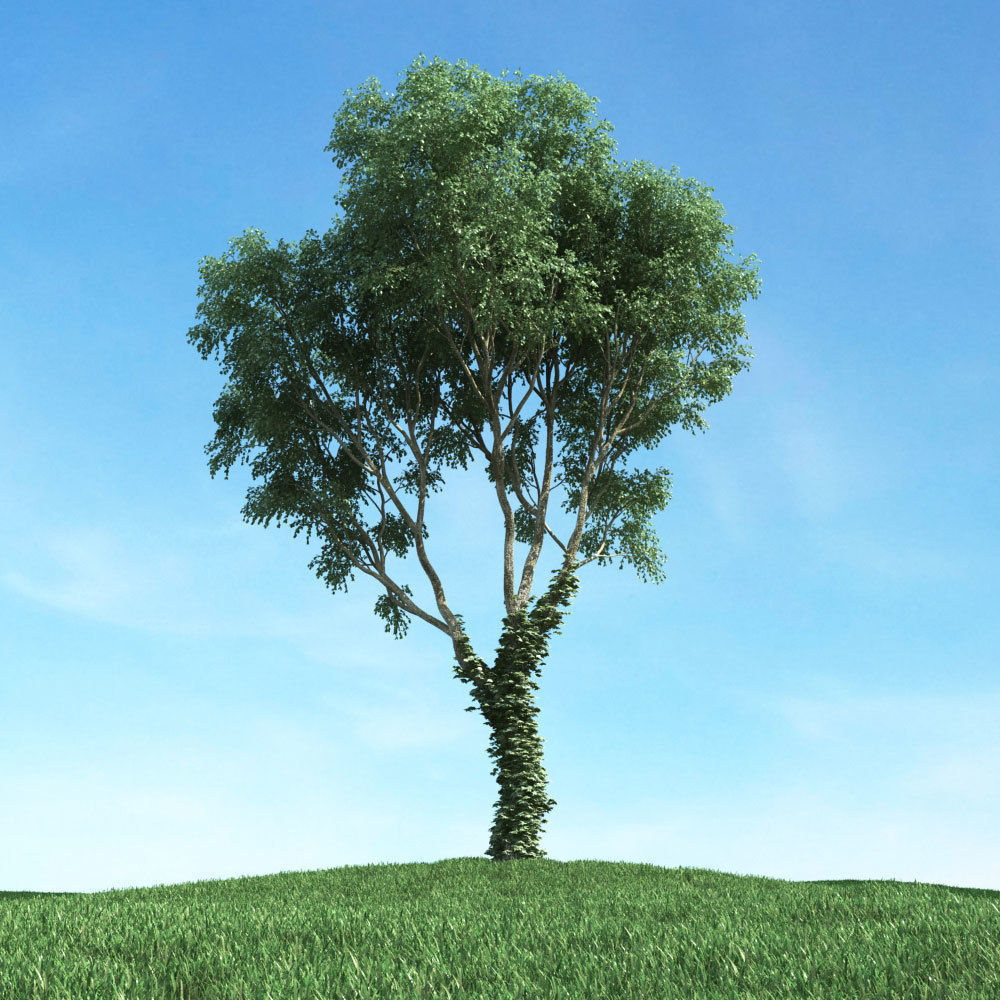 Archmodels vol 117 - Realistic Tree Collection 3D model | CGTrader