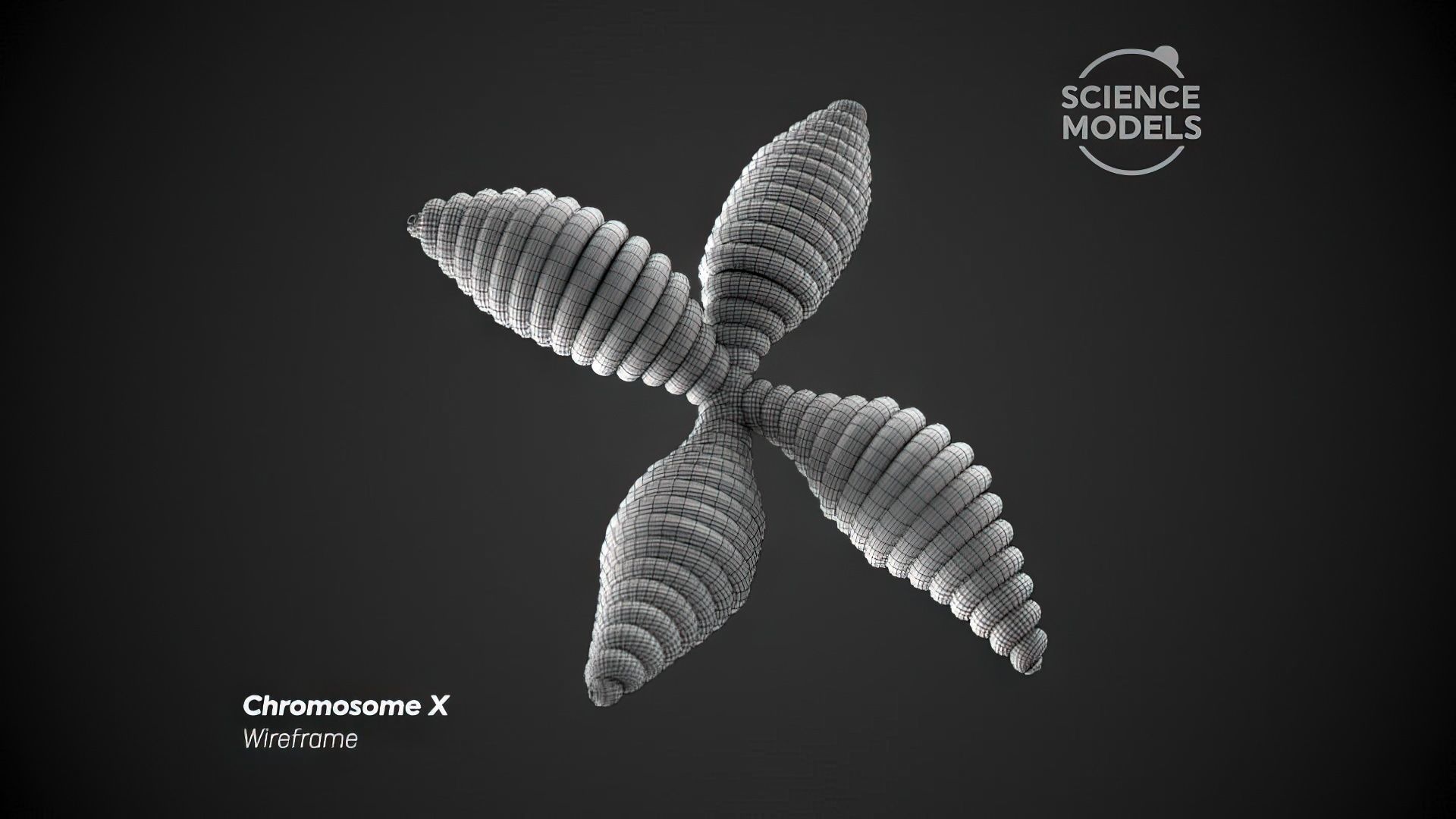 Chromosome X 3D model | CGTrader