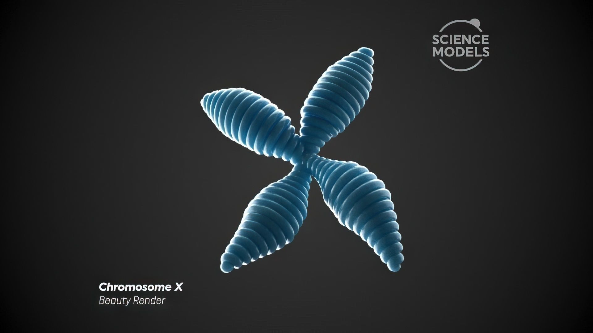 Chromosome X 3D model | CGTrader