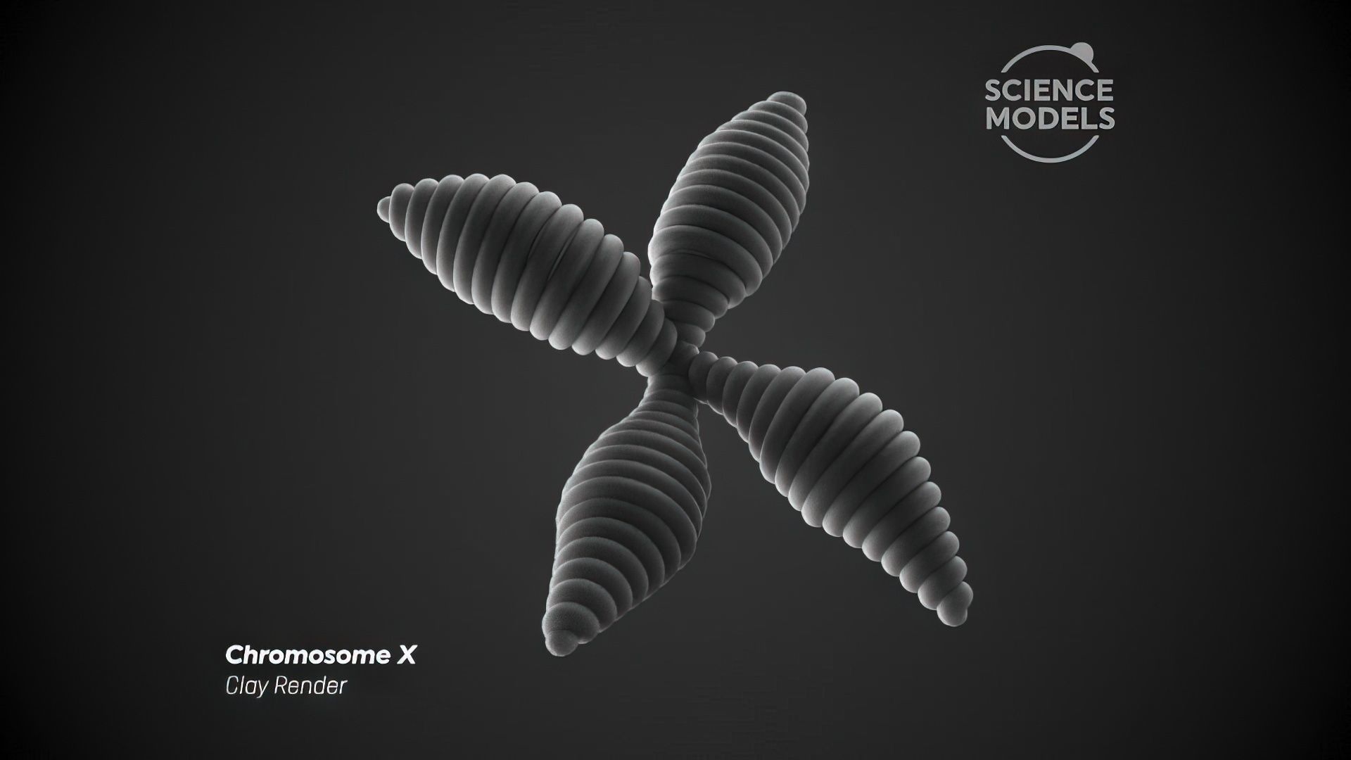 Chromosome X 3D model | CGTrader