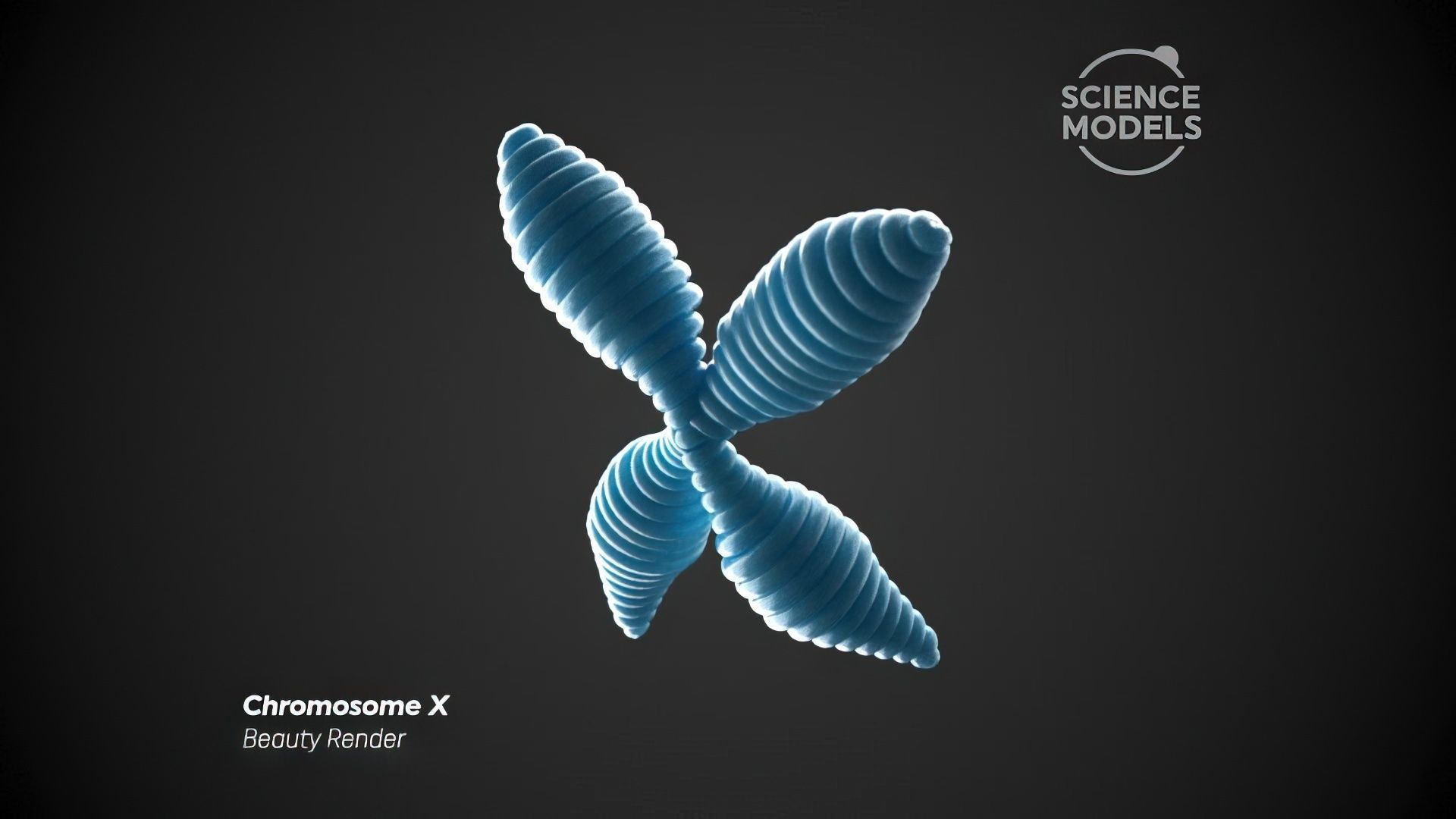 Chromosome X 3D model | CGTrader
