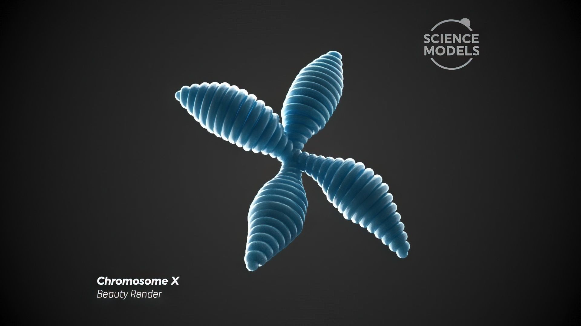 Chromosome X 3D model | CGTrader