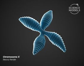 Chromosome 3D Models | CGTrader