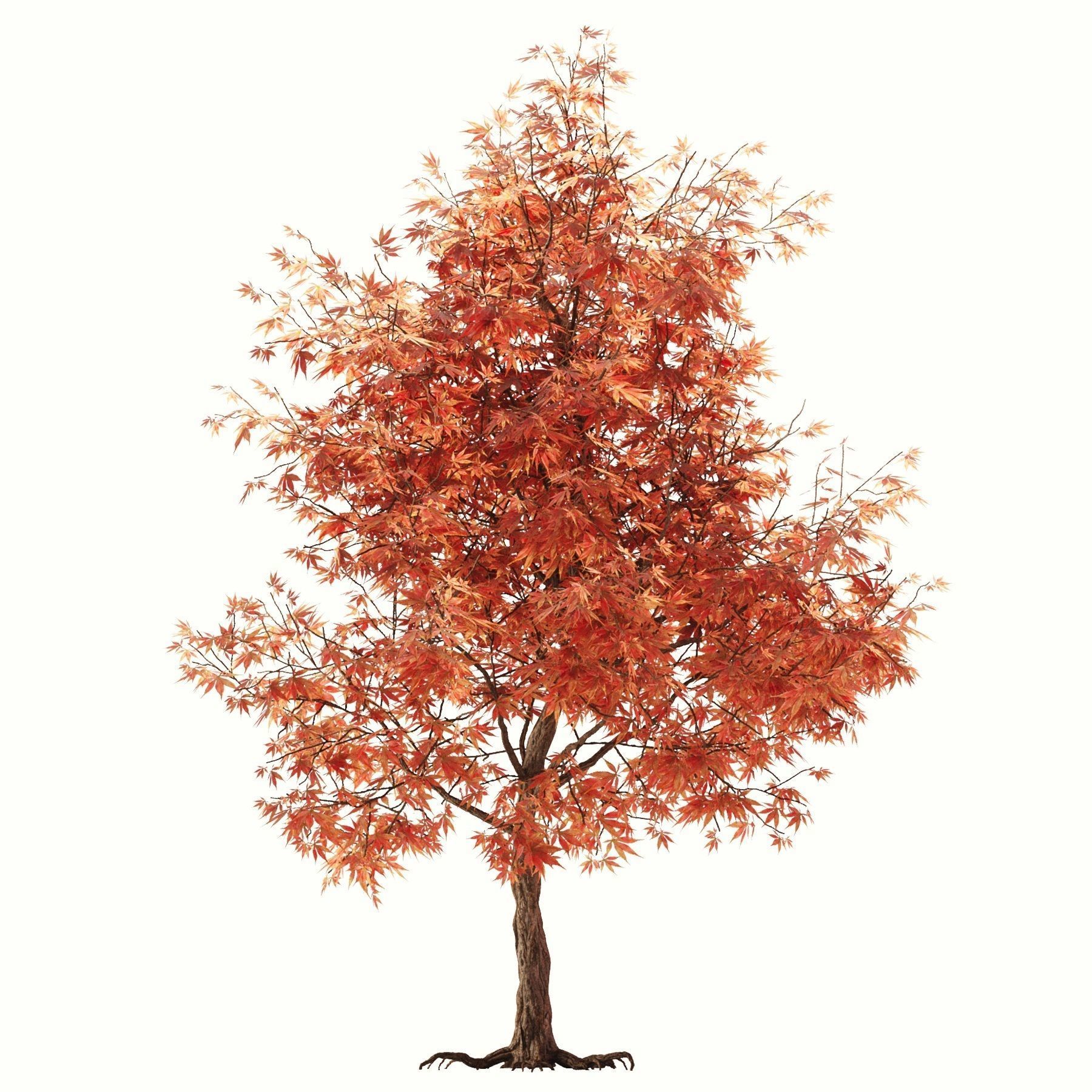 mapletree01 two maple trees 3D model | CGTrader