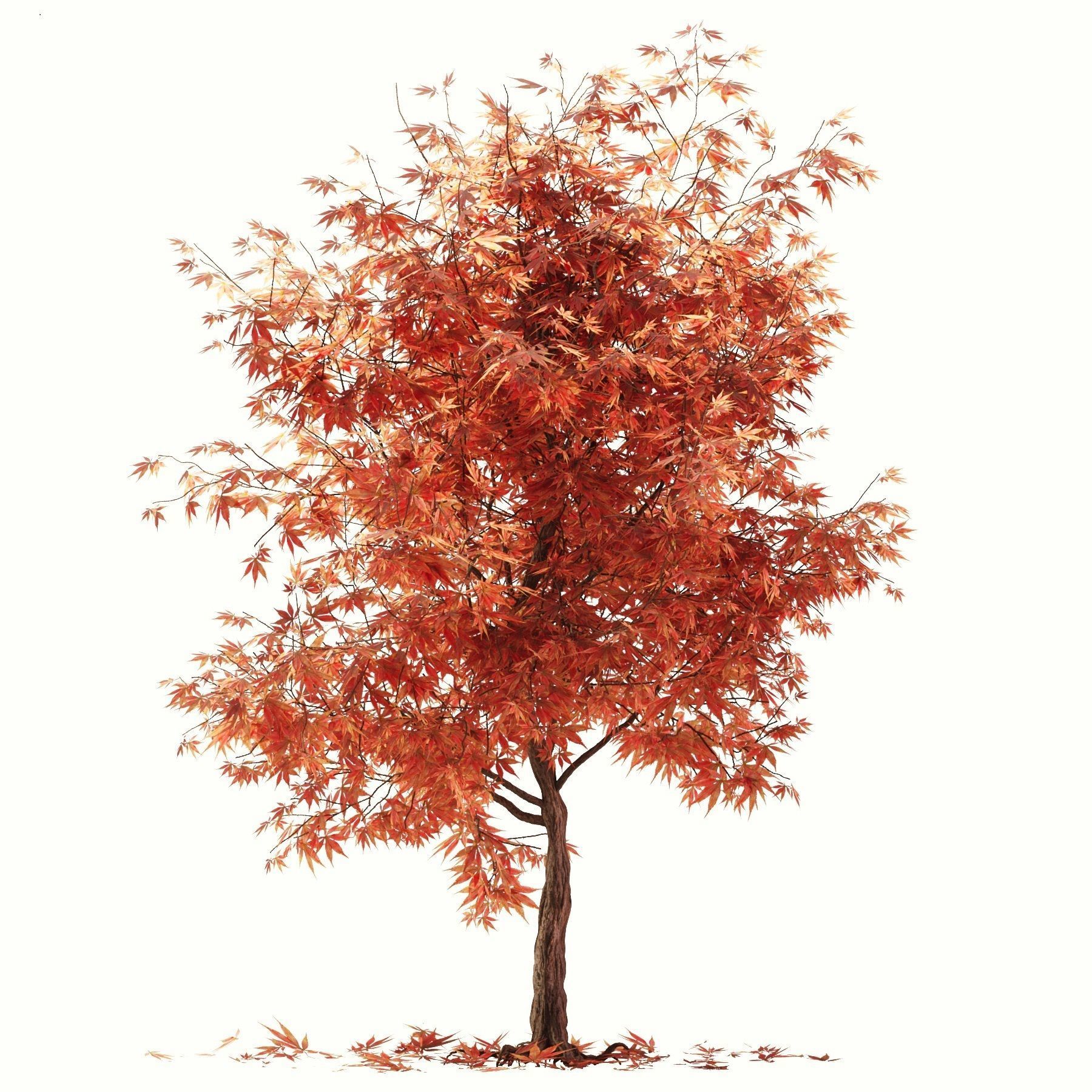 mapletree01 two maple trees 3D model | CGTrader