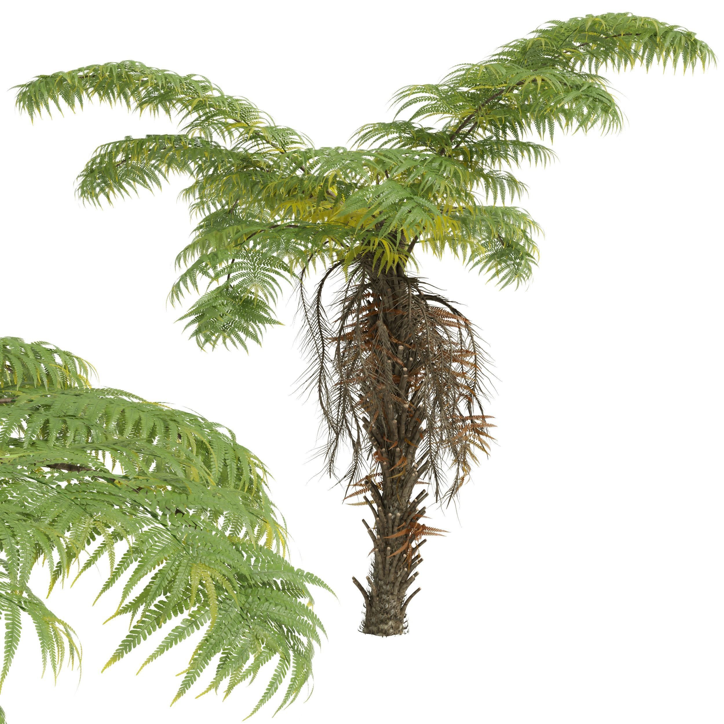 New Plant Alsophila Spinulosa Fern Brainea Insignis 3D model | CGTrader