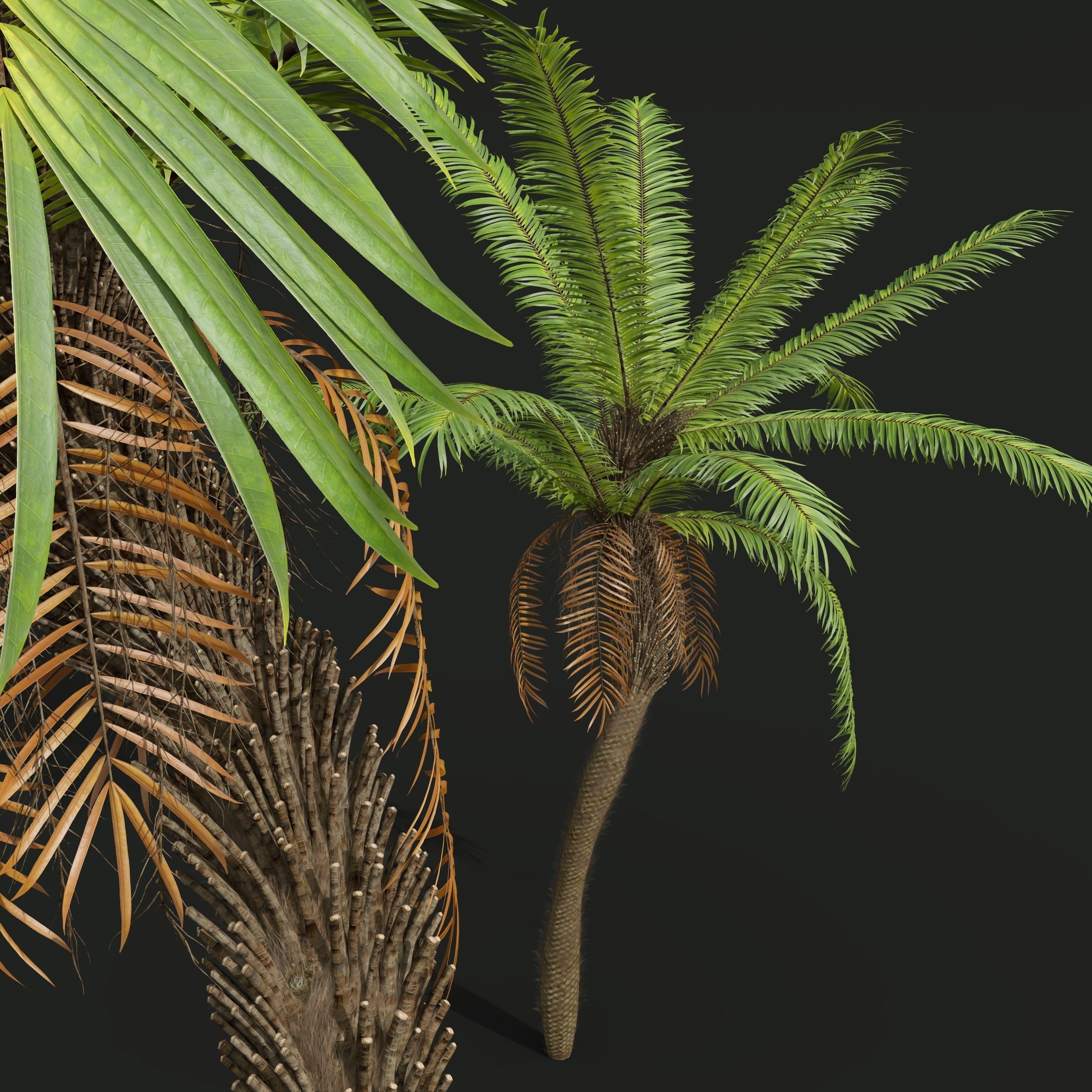 New Plant Alsophila Spinulosa Fern Brainea Insignis 3D model | CGTrader