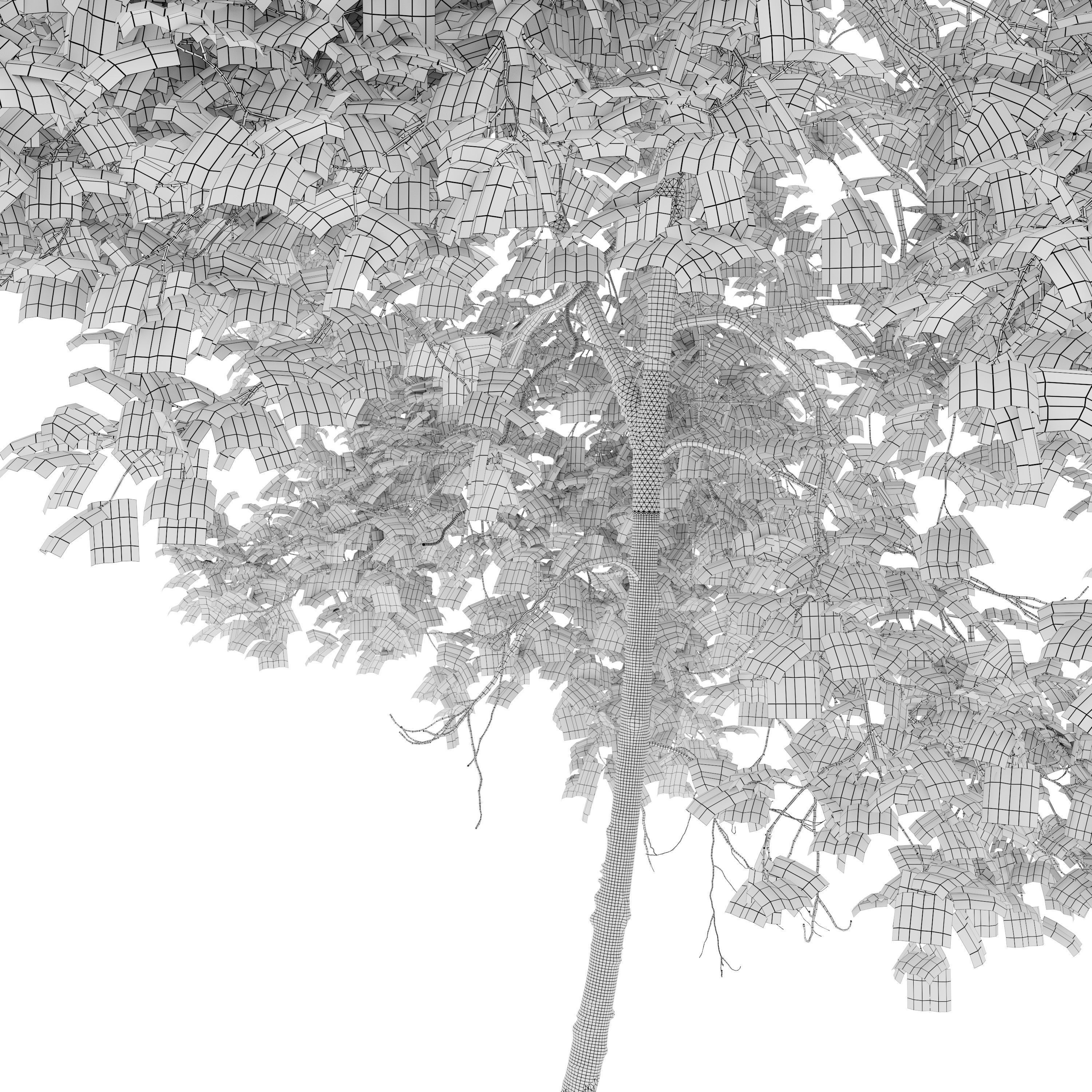 Fraxinus excelsior 3D model | CGTrader