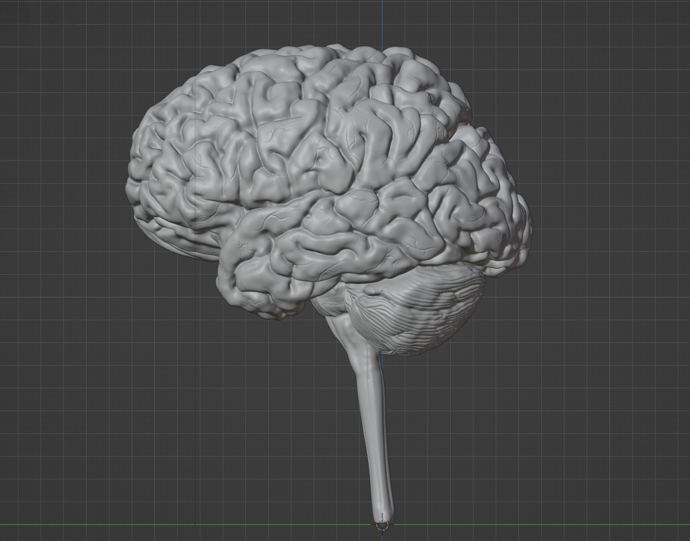 Real Human Brain With Brainstem - Surface Model 3D model | CGTrader