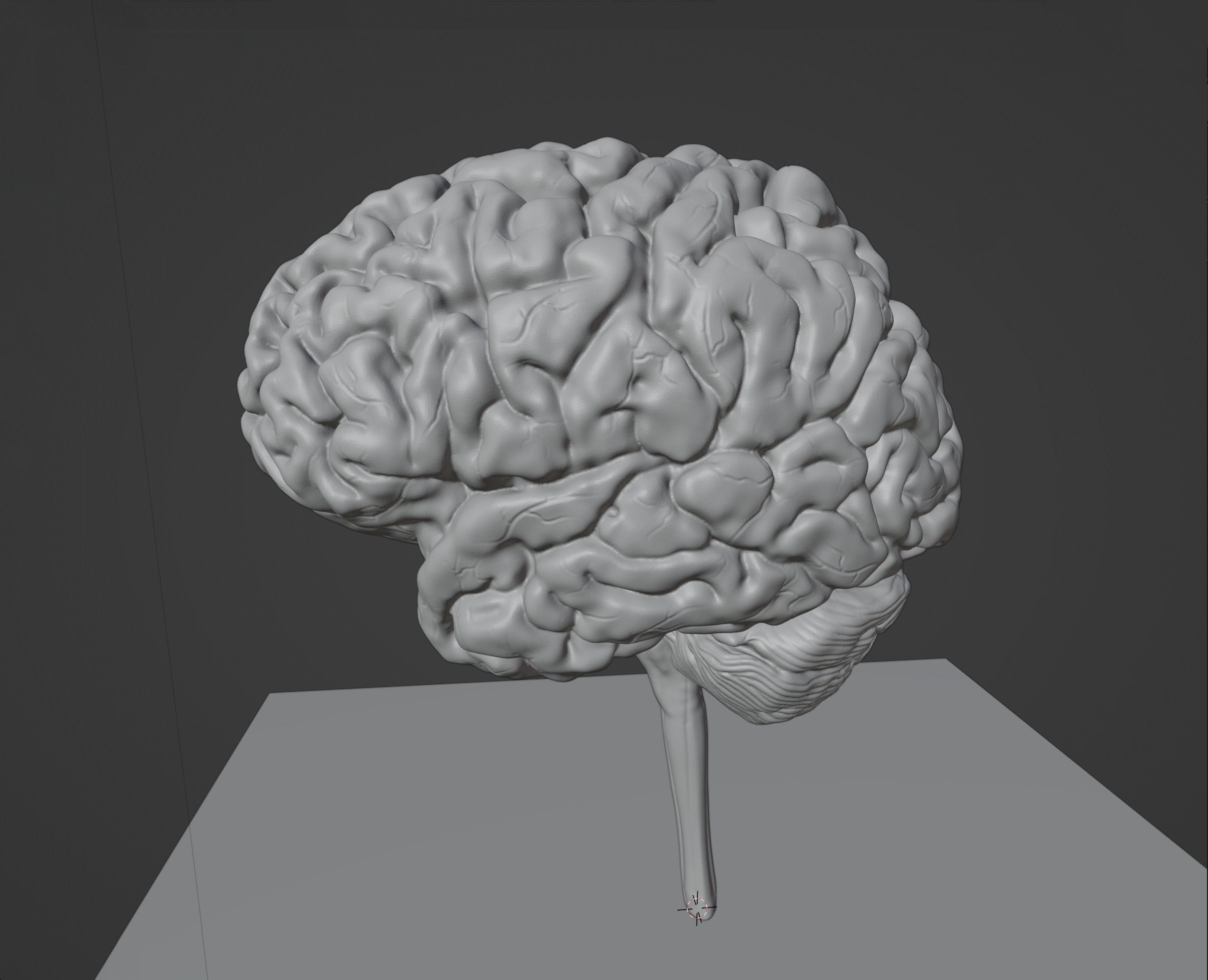 Real Human Brain With Brainstem - Surface Model 3D model | CGTrader