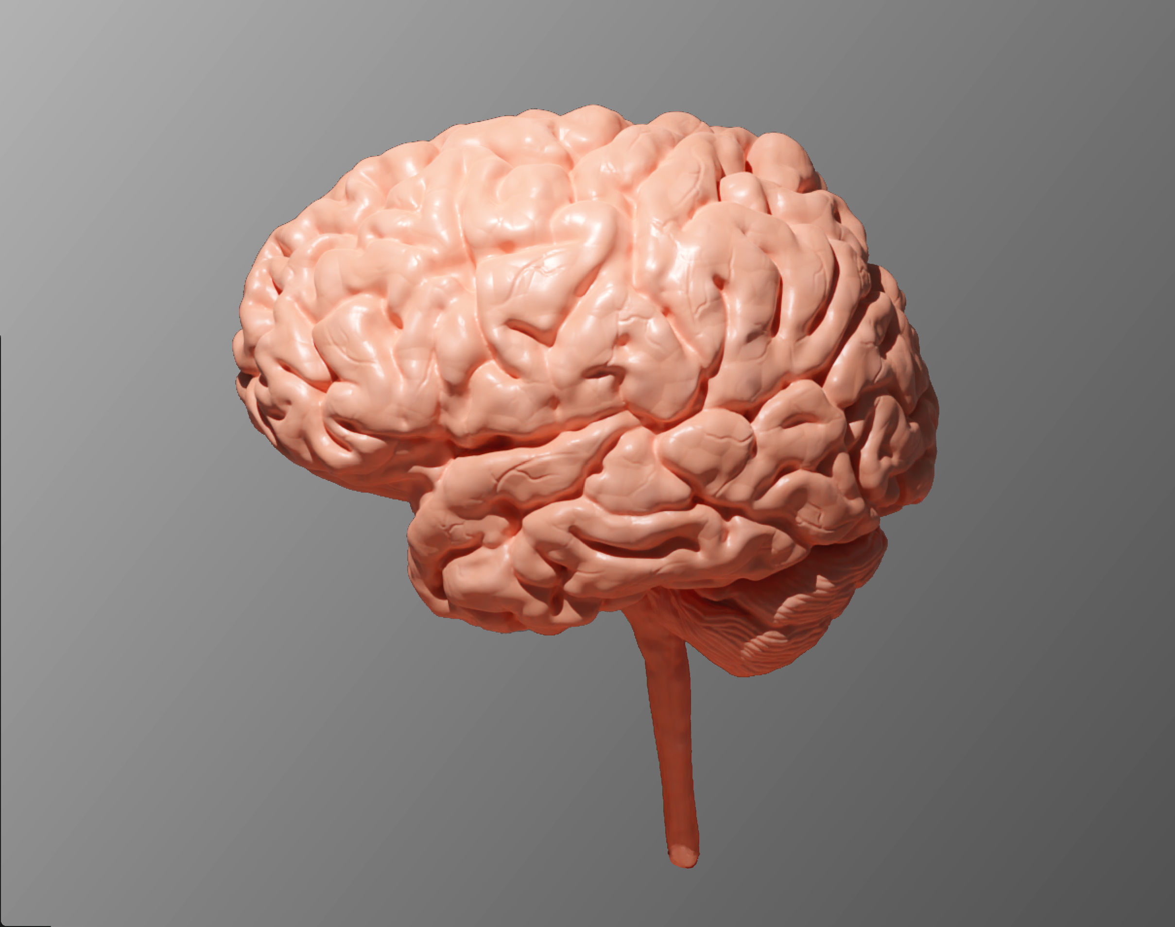 Real Human Brain With Brainstem - Surface Model 3D model | CGTrader