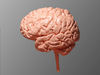 Real Human Brain With Brainstem - Surface Model 3D model | CGTrader