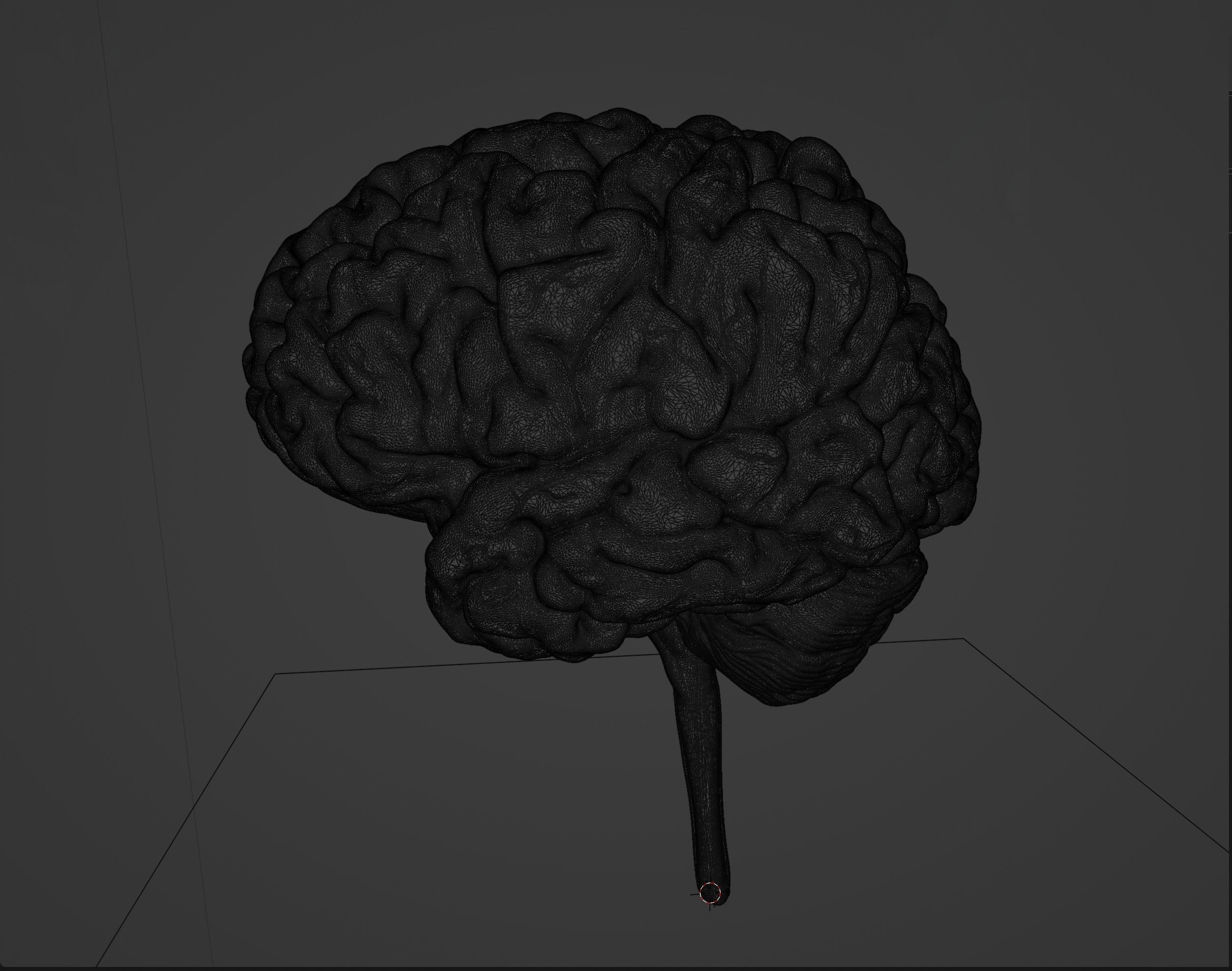 Real Human Brain With Brainstem - Surface Model 3D model | CGTrader