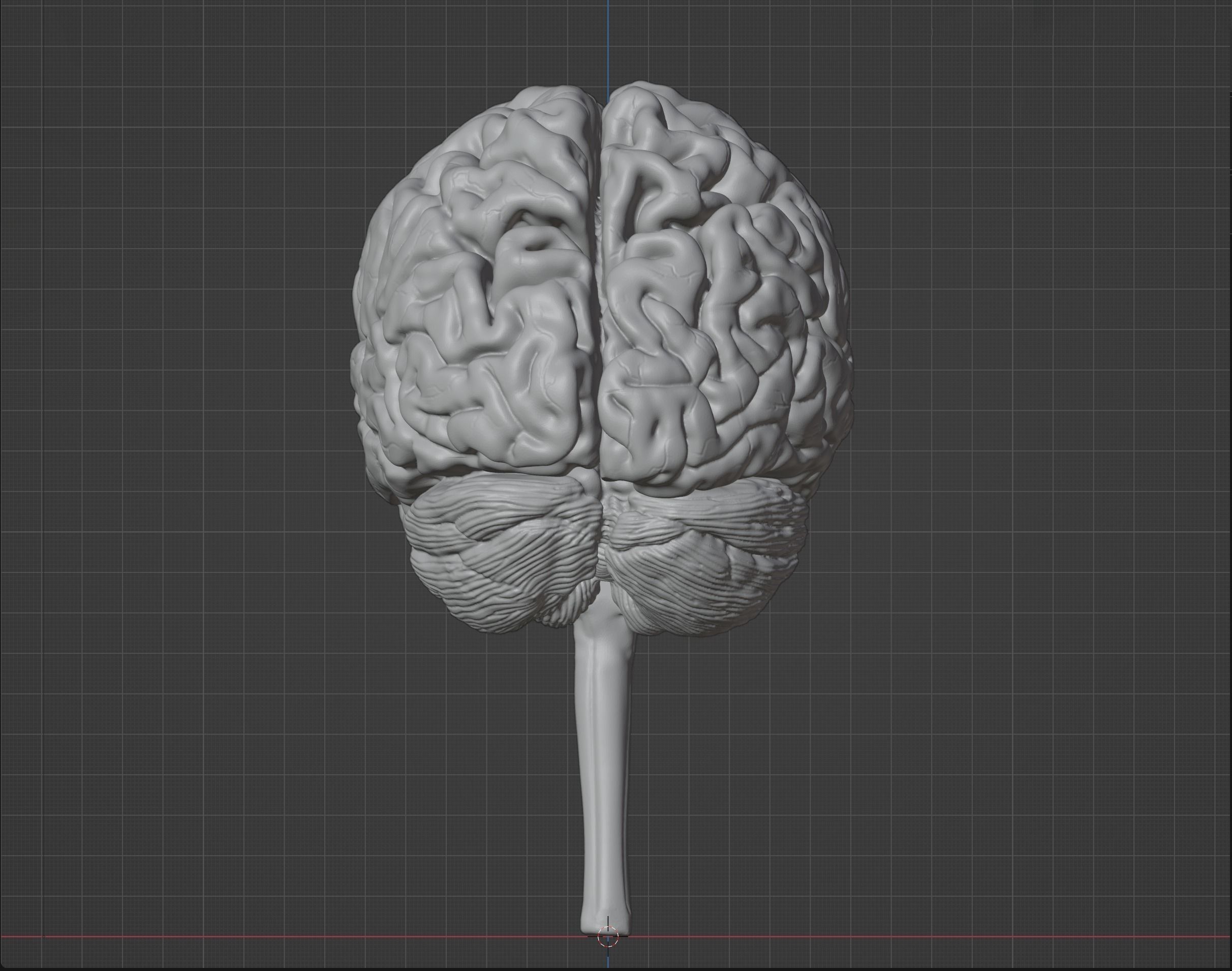 Real Human Brain With Brainstem - Surface Model 3D model | CGTrader