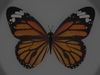BUTTER FLY MODELING 3D model | CGTrader