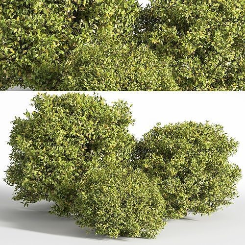 push01 three shrubs 3D model | CGTrader