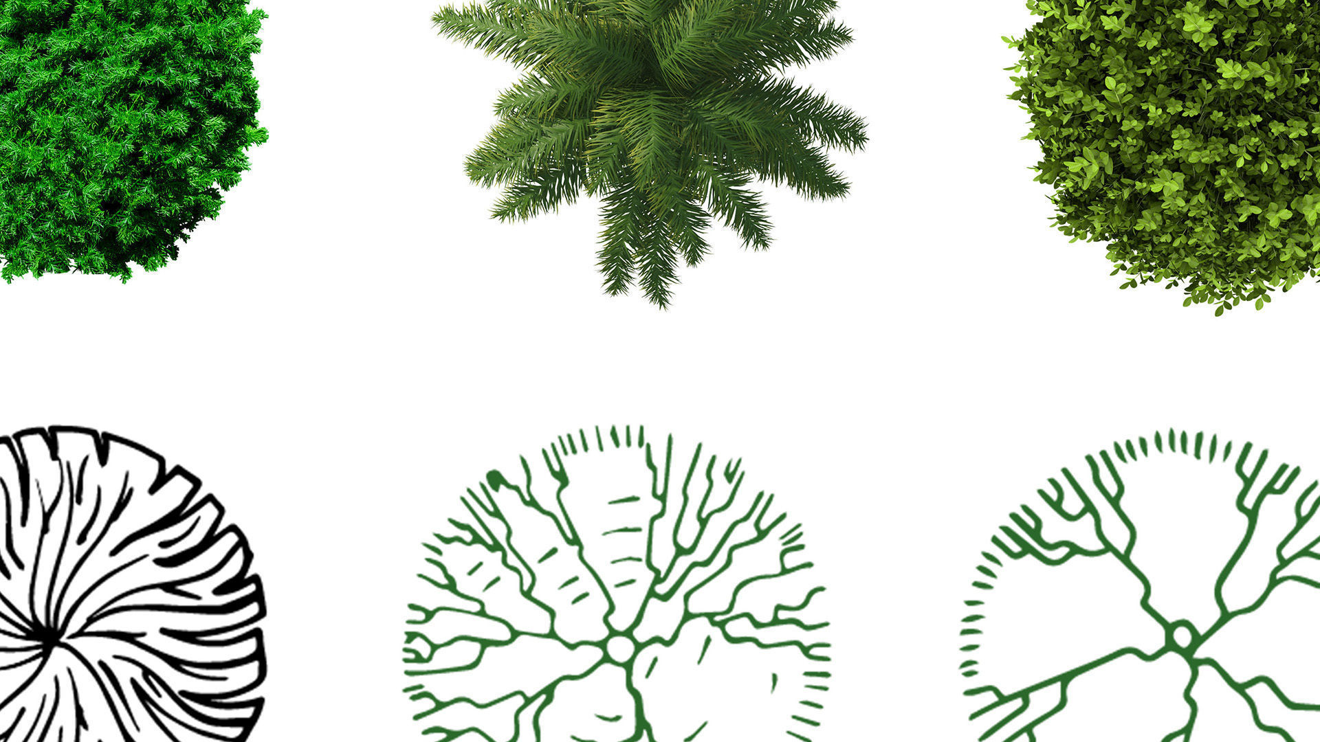 Landscape Tree Plan View 121 Symbol Texture | CGTrader