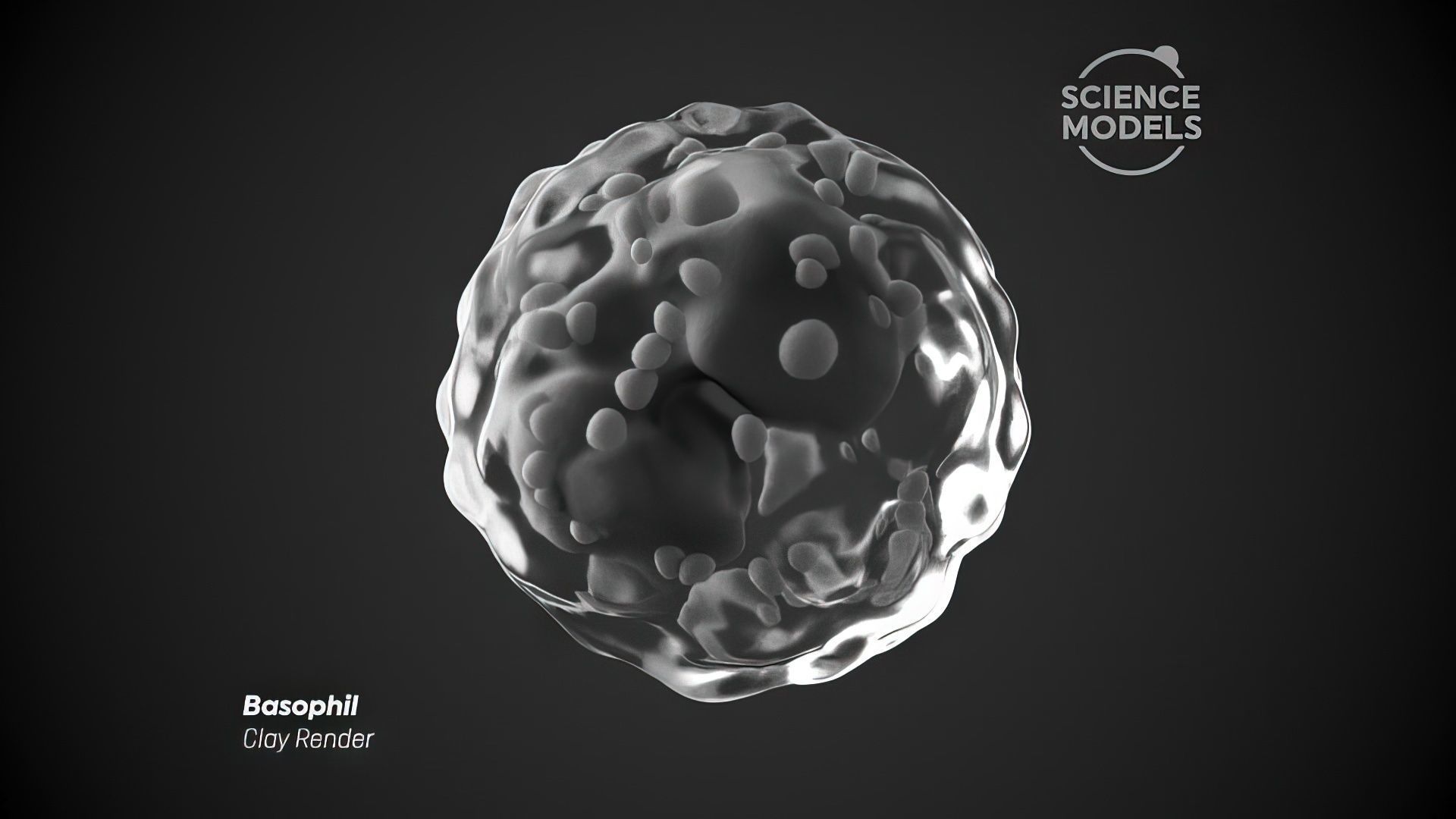 Basophil Cell 3D model animated | CGTrader
