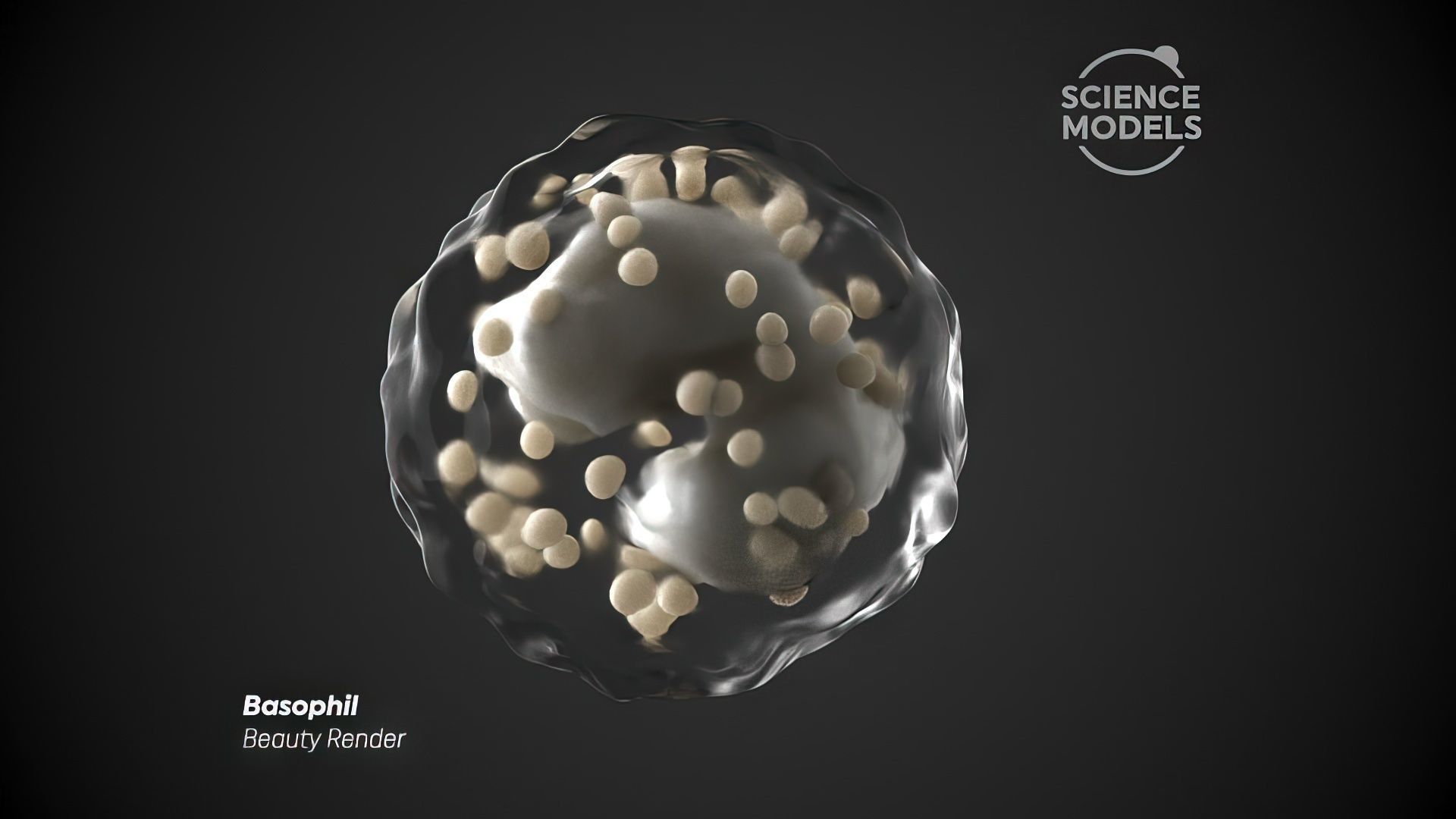 Basophil Cell 3D model animated | CGTrader
