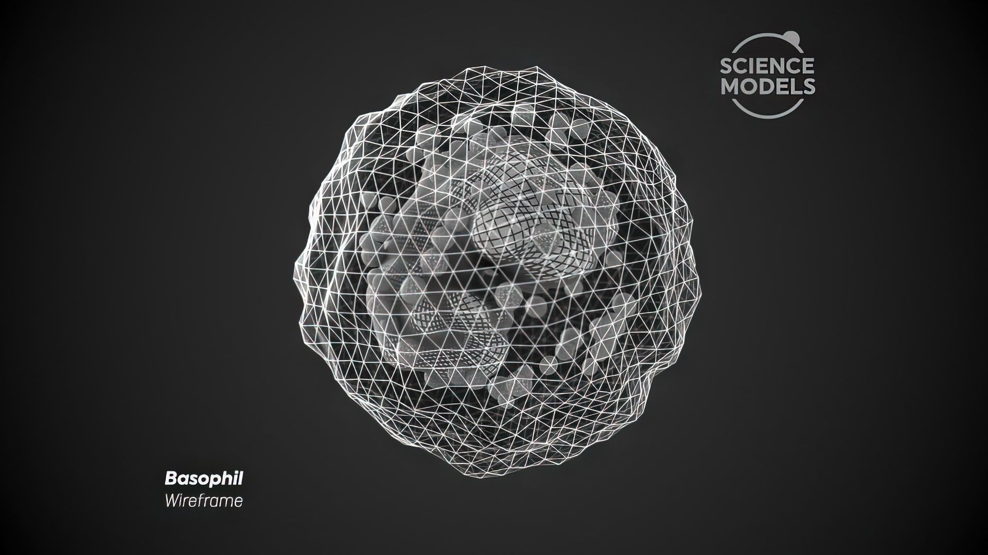 Basophil Cell 3D model animated | CGTrader