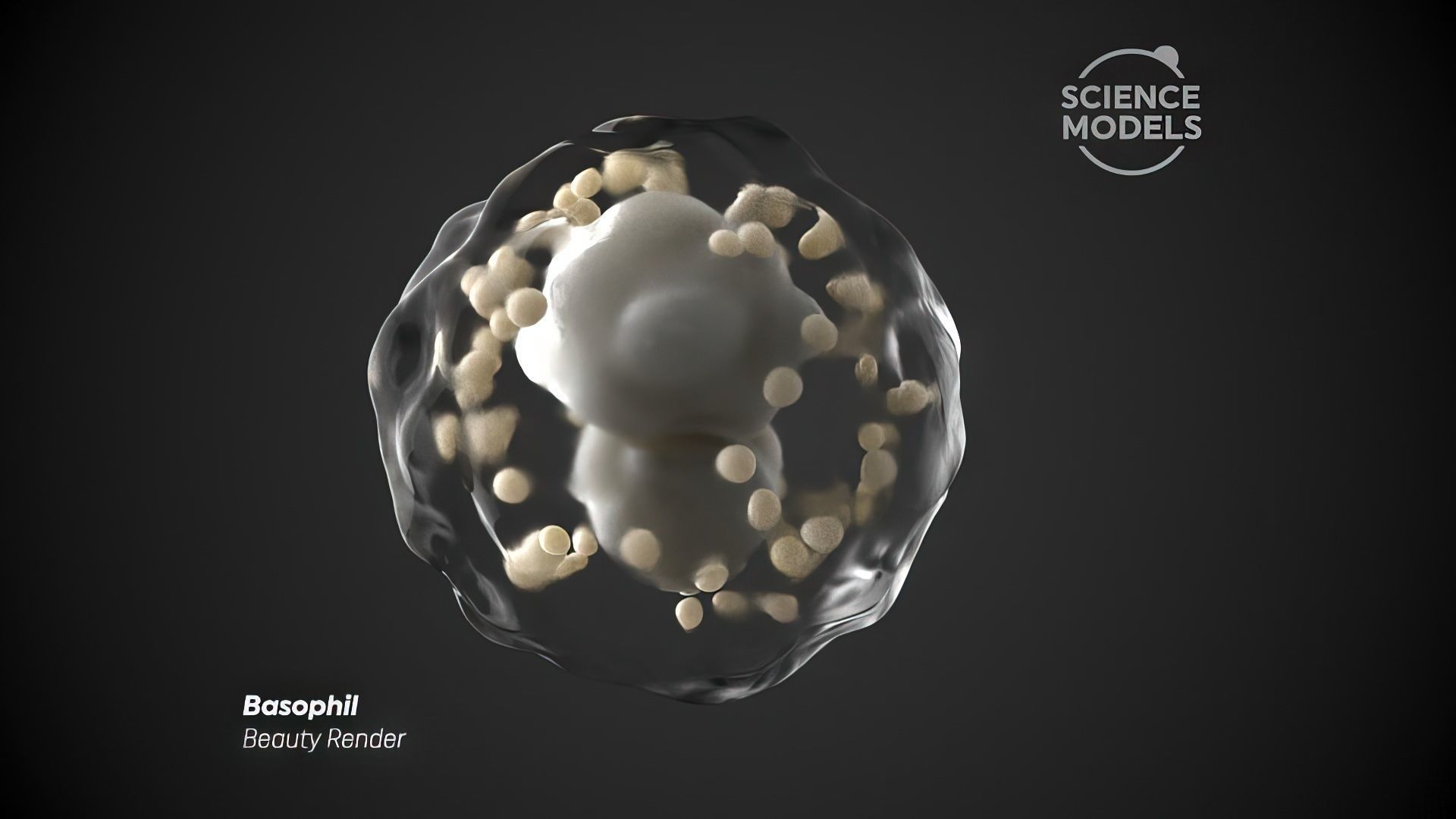 Basophil Cell 3D model animated | CGTrader