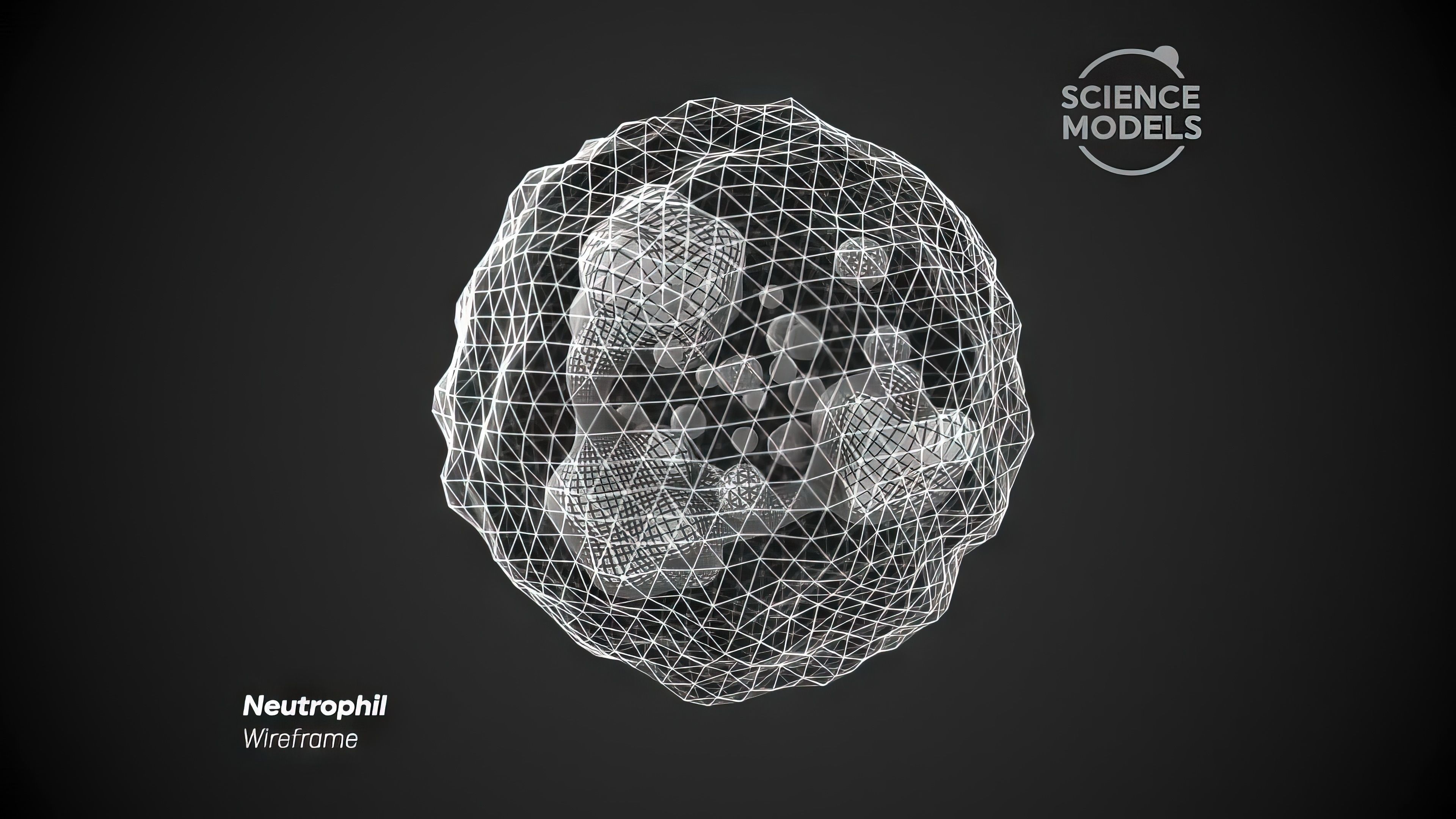 Neutrophil Cell 3D model animated | CGTrader