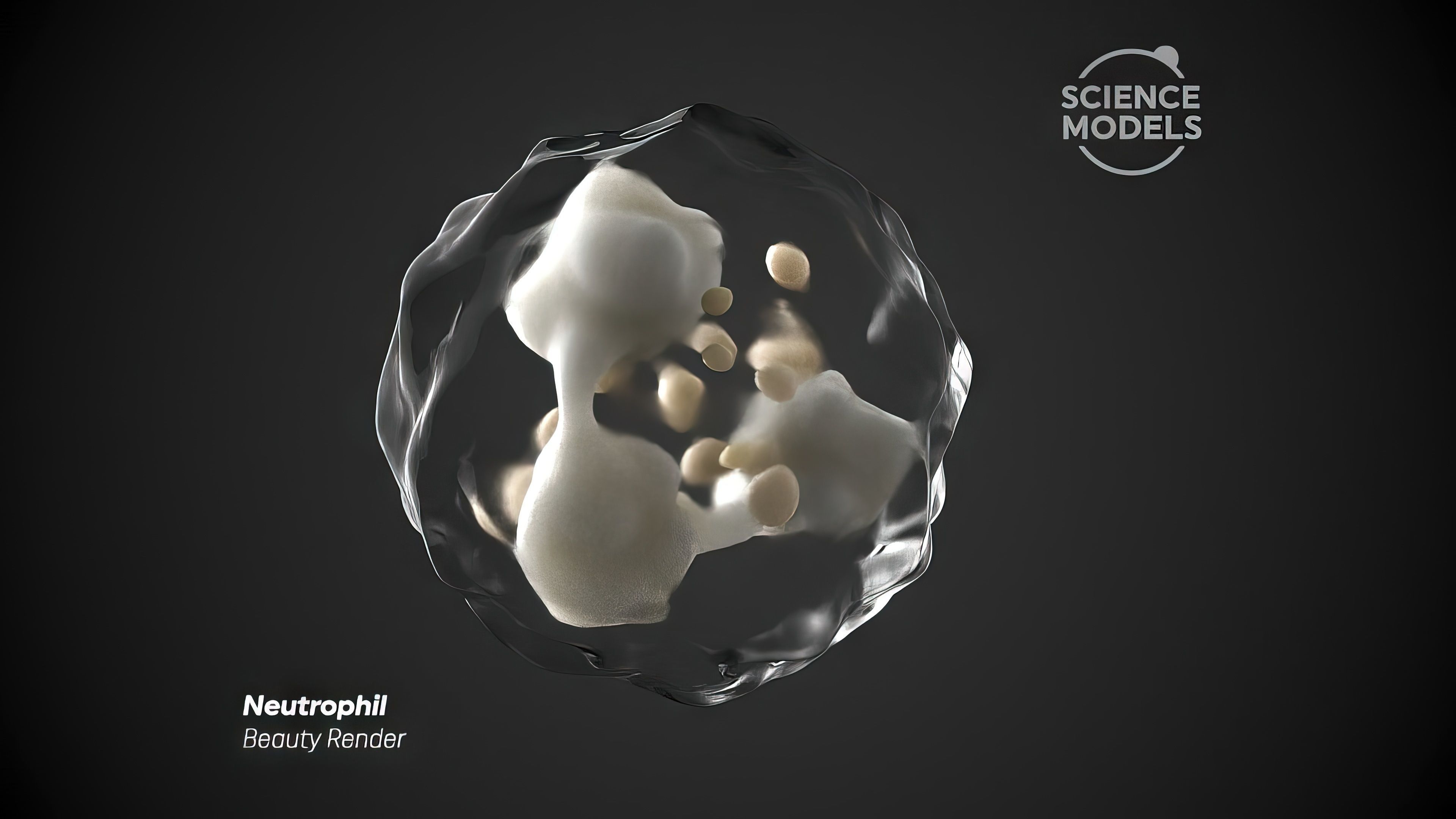 Neutrophil Cell 3D model animated | CGTrader