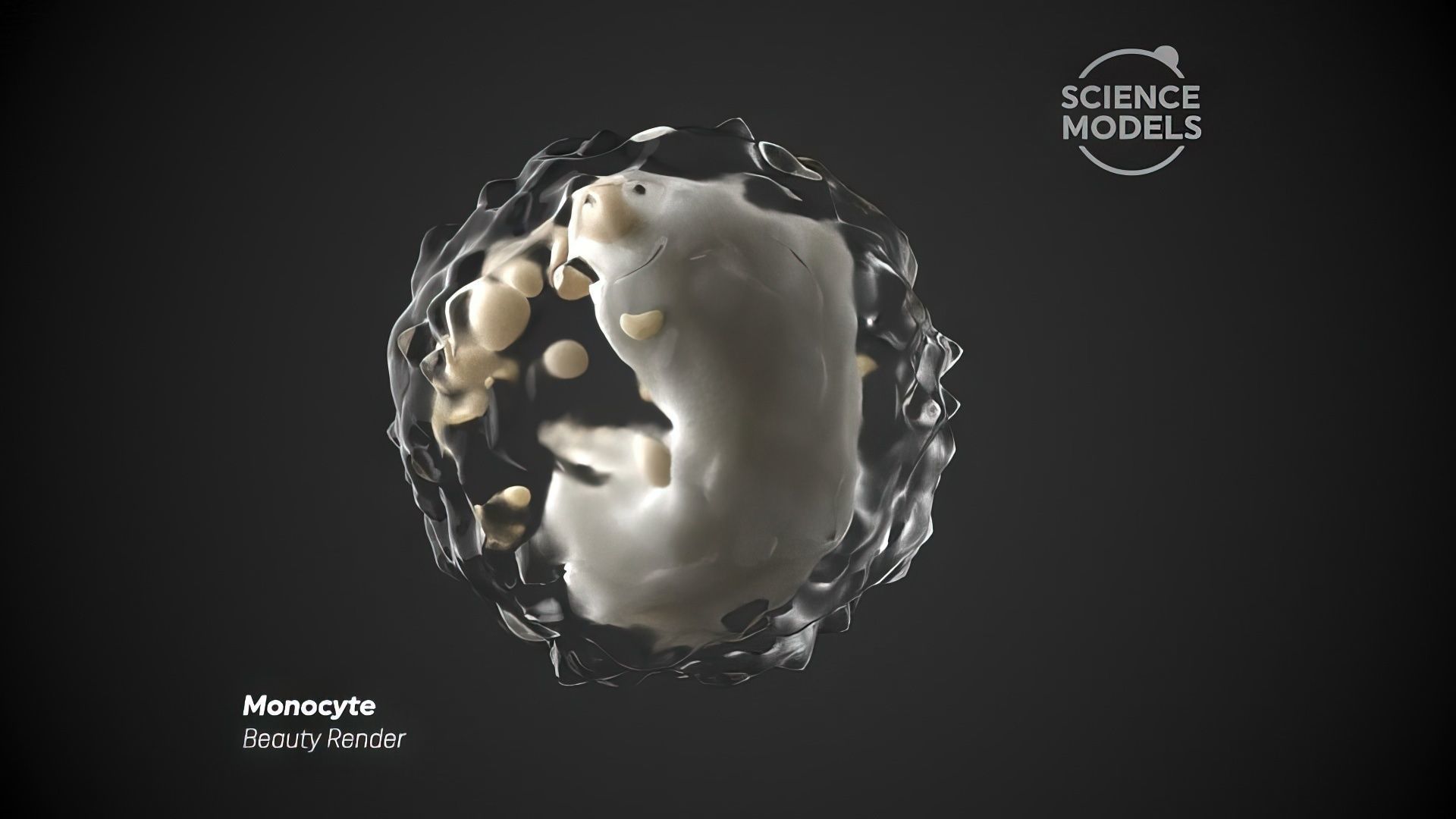 Monocyte Cell 3D model animated | CGTrader