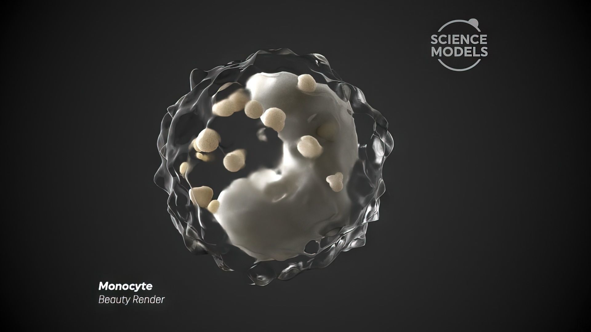 Monocyte Cell 3D model animated | CGTrader