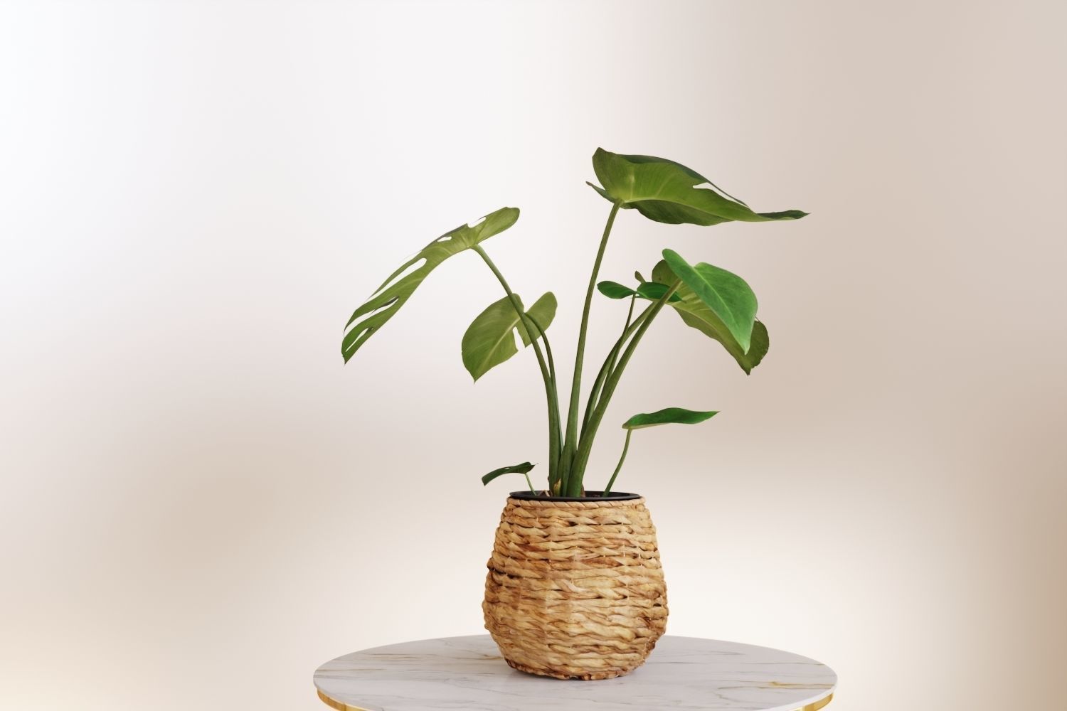 Monstera plant in willow basket 3D model | CGTrader