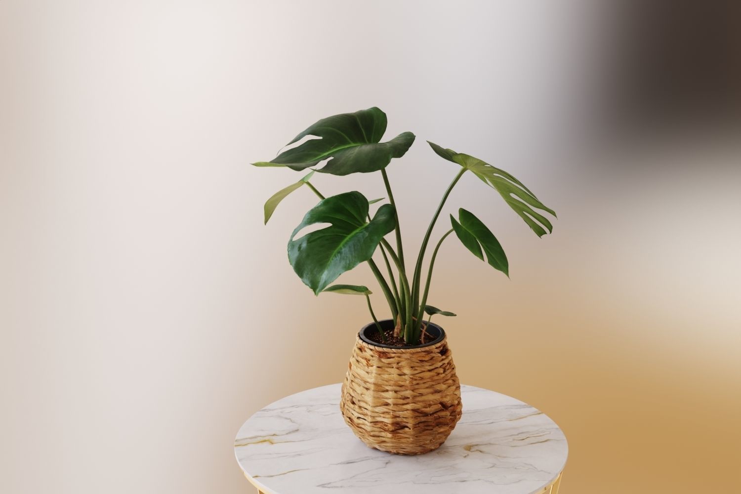 Monstera plant in willow basket 3D model | CGTrader