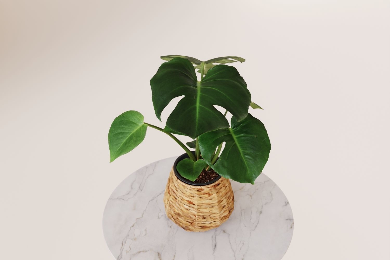 Monstera plant in willow basket 3D model | CGTrader