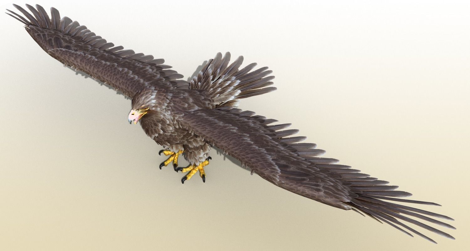 3D model Golden Eagle Realistic Rigged VR / AR / low-poly | CGTrader