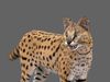 3D model Realistic Serval VR / AR / low-poly | CGTrader