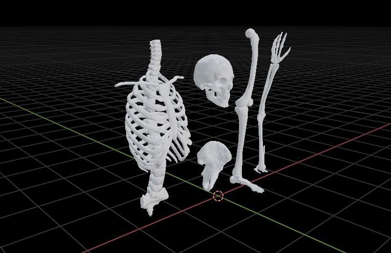SKELETON 3D MODELS - AR - VR - GAME READY 3D model | CGTrader