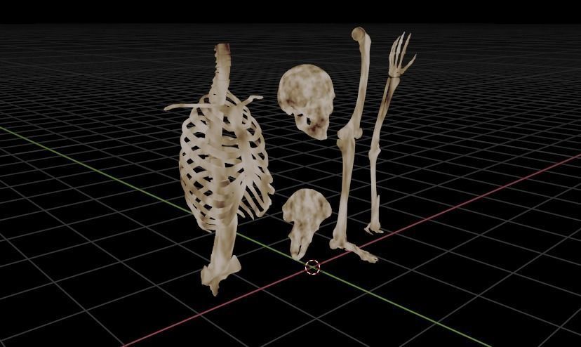 SKELETON 3D MODELS - AR - VR - GAME READY 3D model | CGTrader