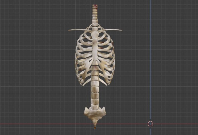 SKELETON 3D MODELS - AR - VR - GAME READY 3D model | CGTrader
