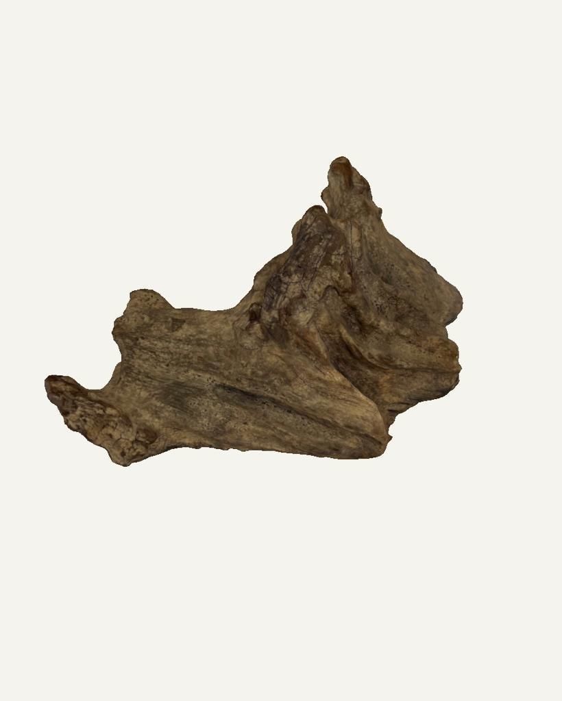 Drift Wood 3D model | CGTrader