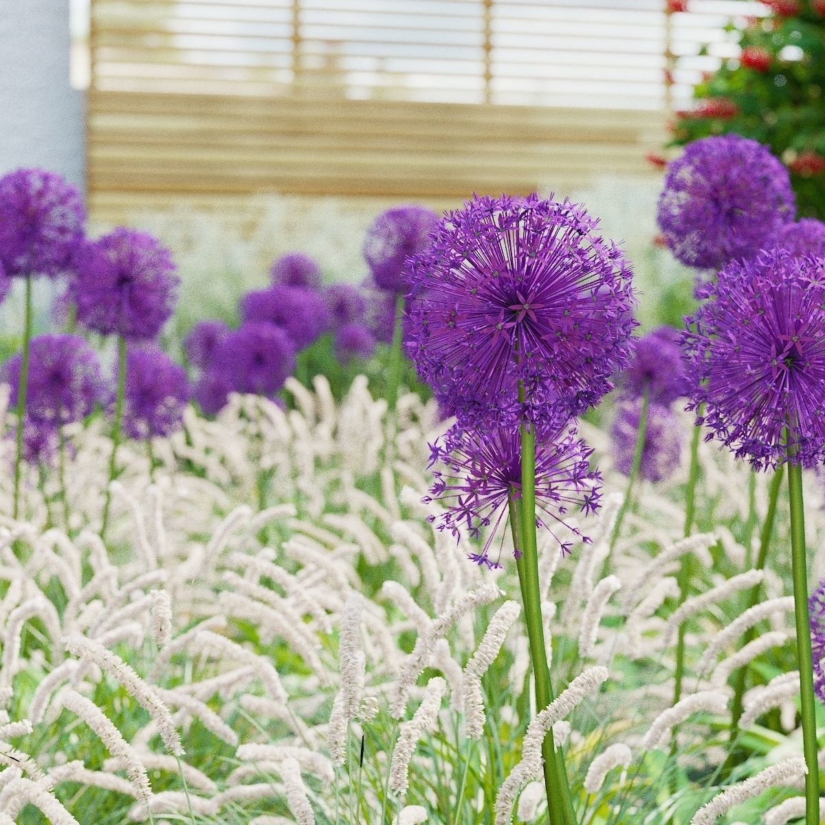 Allium hollandicum flower 3D model | CGTrader