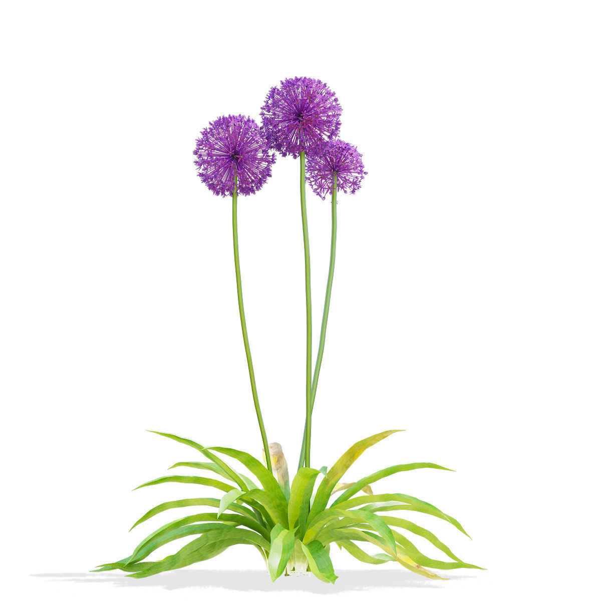 Allium hollandicum flower 3D model | CGTrader