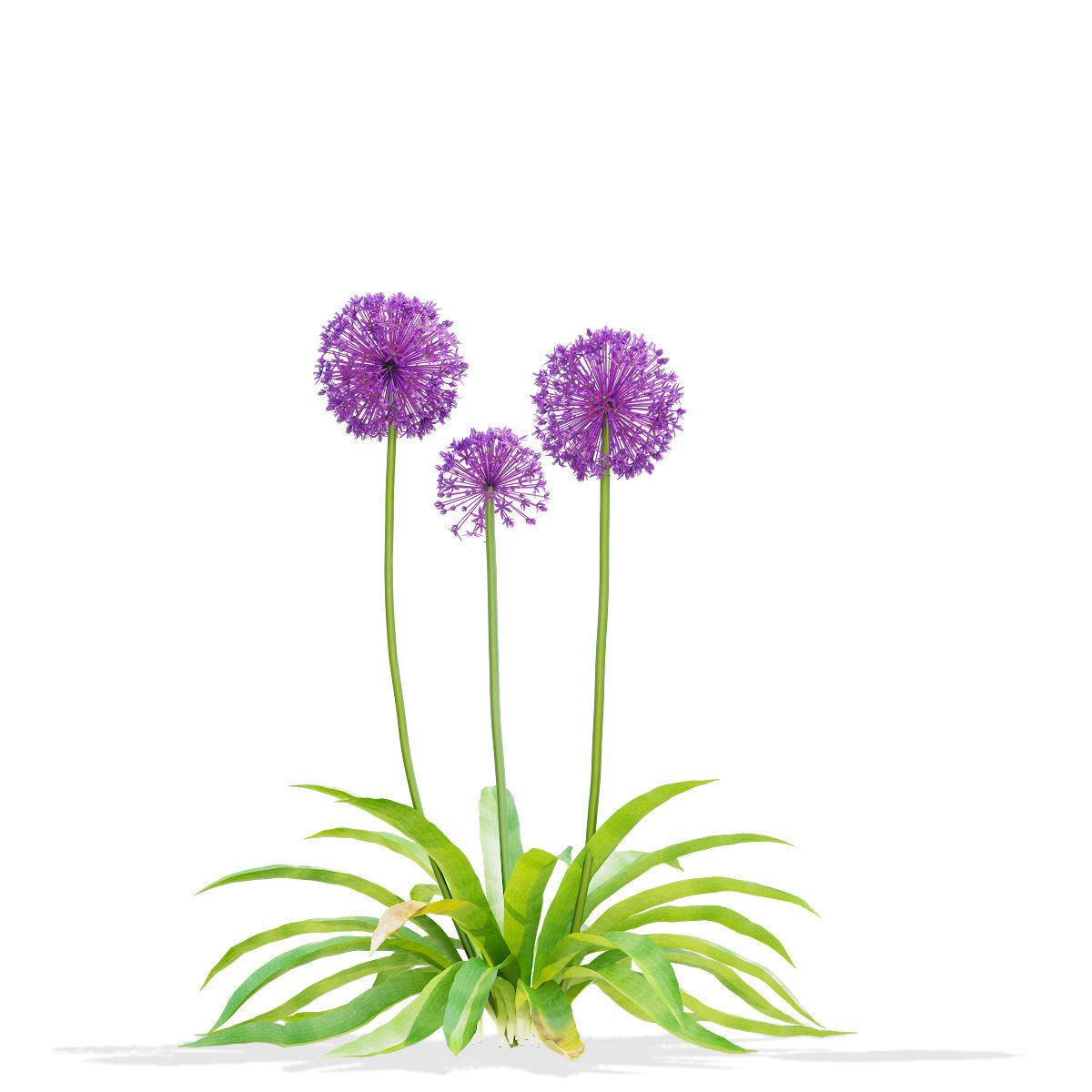 Allium hollandicum flower 3D model | CGTrader
