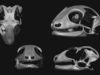 Gecko Skull - CNC and 3D model 3D printable | CGTrader
