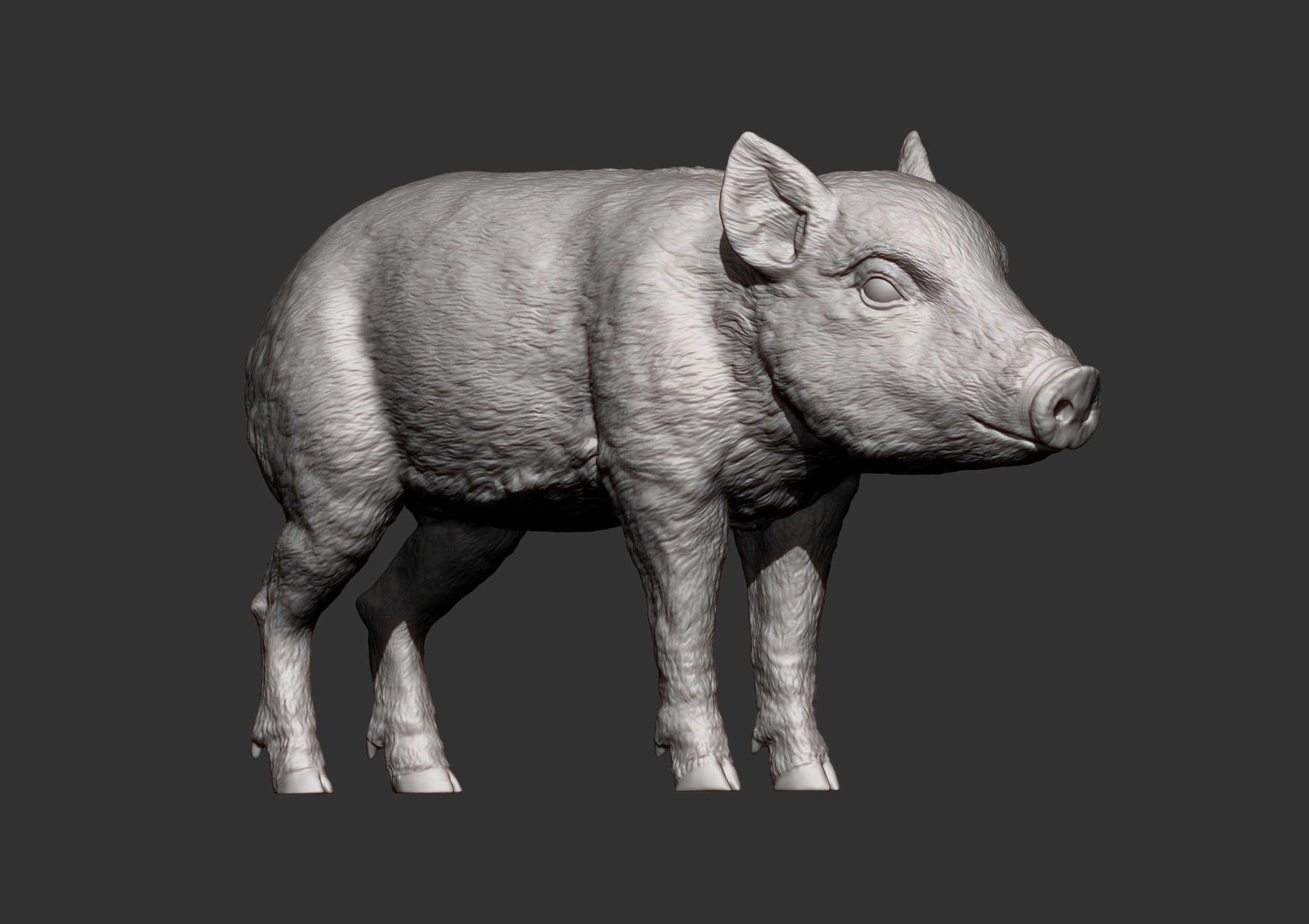 Small boar 3D model 3D printable | CGTrader