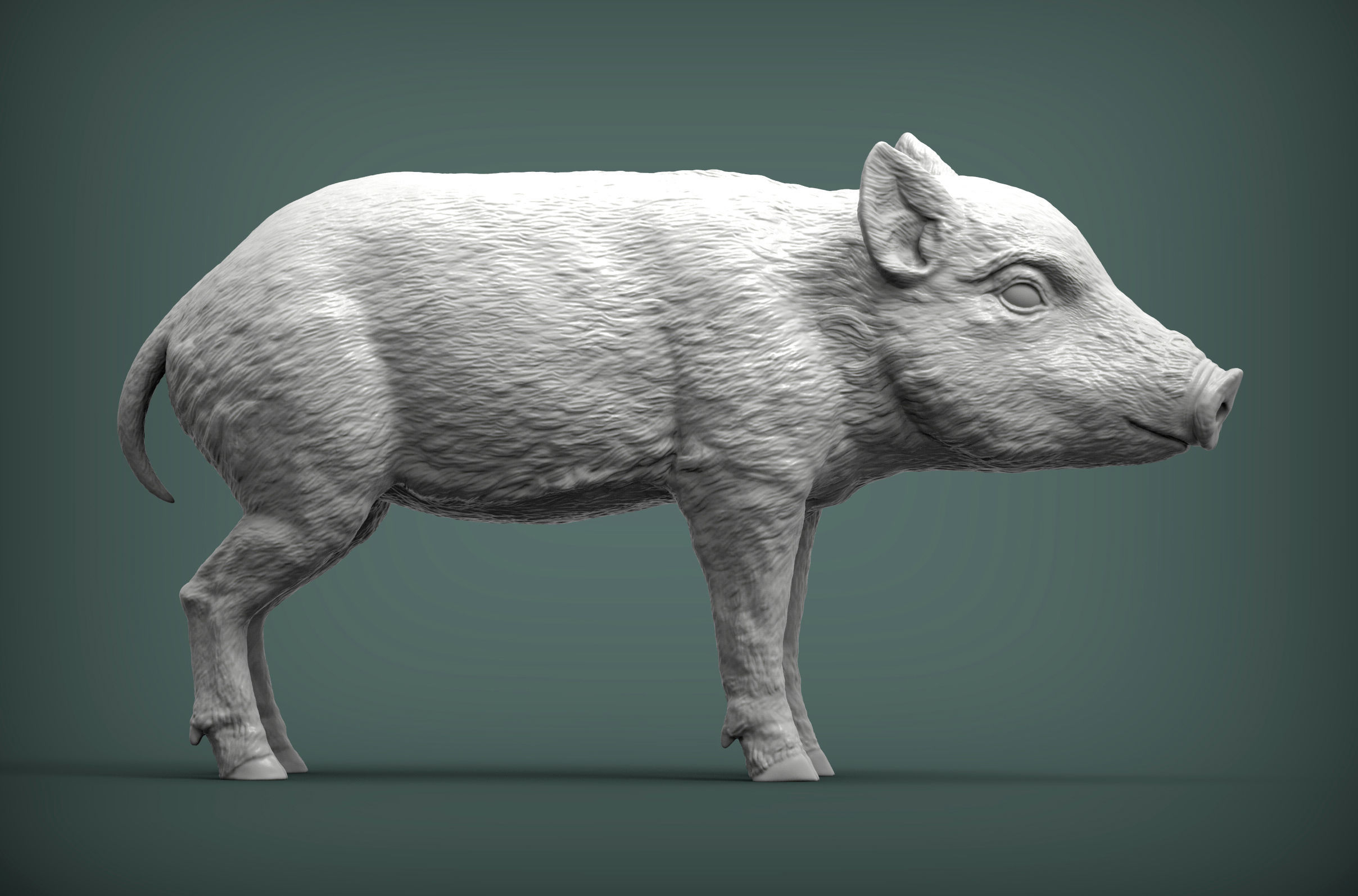 Small boar 3D model 3D printable | CGTrader