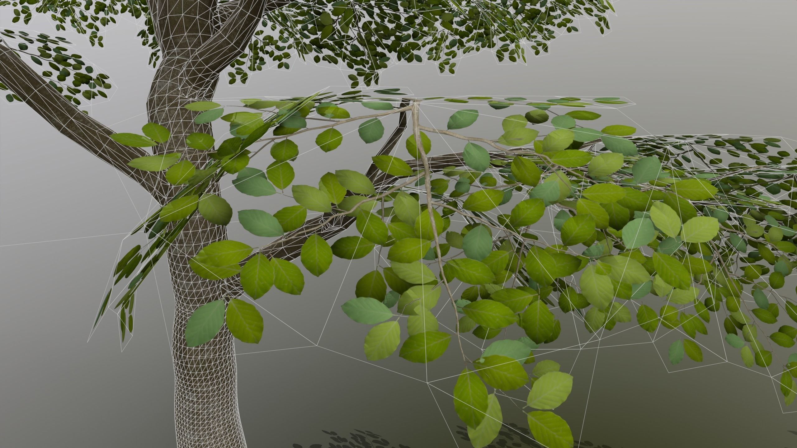 3D model Low Poly Beech Tree VR / AR / low-poly | CGTrader